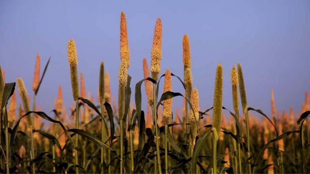Ancient Mesopotamian discovery transforms knowledge of early farming ...