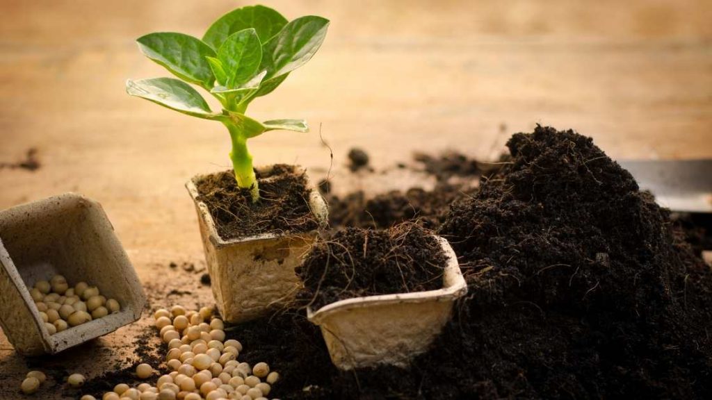 Harmed plants emits chemical signals to warn neighbours about herbivore ...