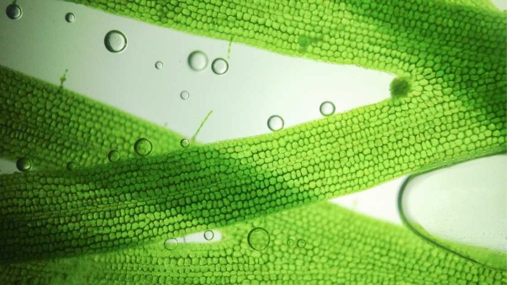 Artificial intelligence predicts algae potential as alternative source ...