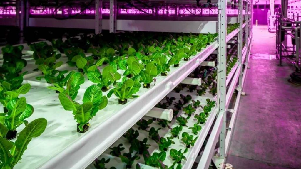 Vertical farming firm Kalera eyes SPAC deal - The Agriculture Times